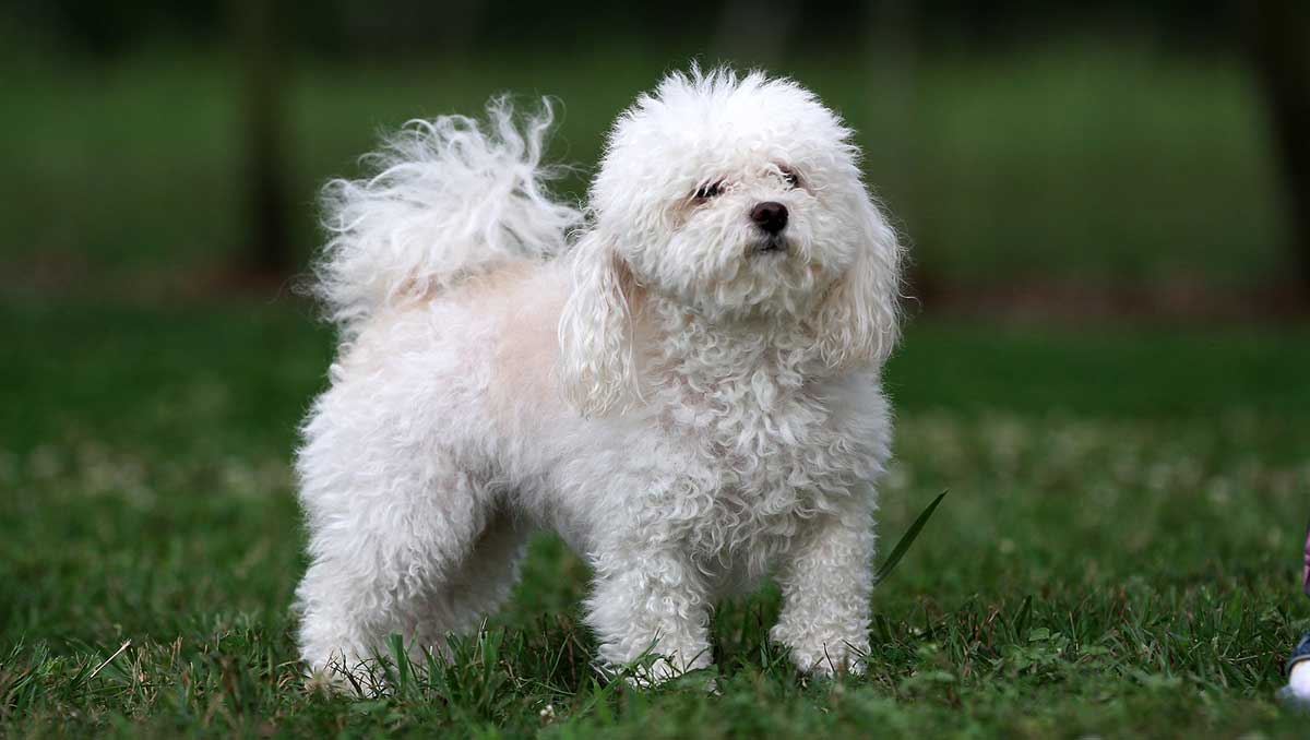 Bichon Bolonais: caractéristiques, caractère, soins - Au pays des animaux